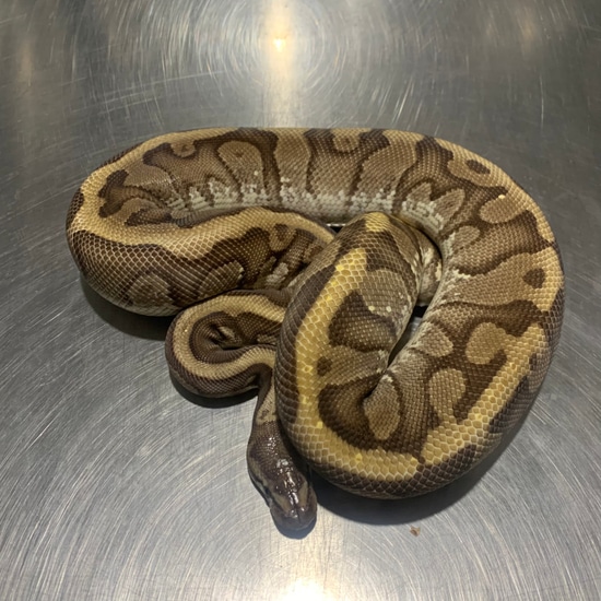 Hidden Gene Woma Yellowbelly Lucifer Ball Python by Freedom Breeder