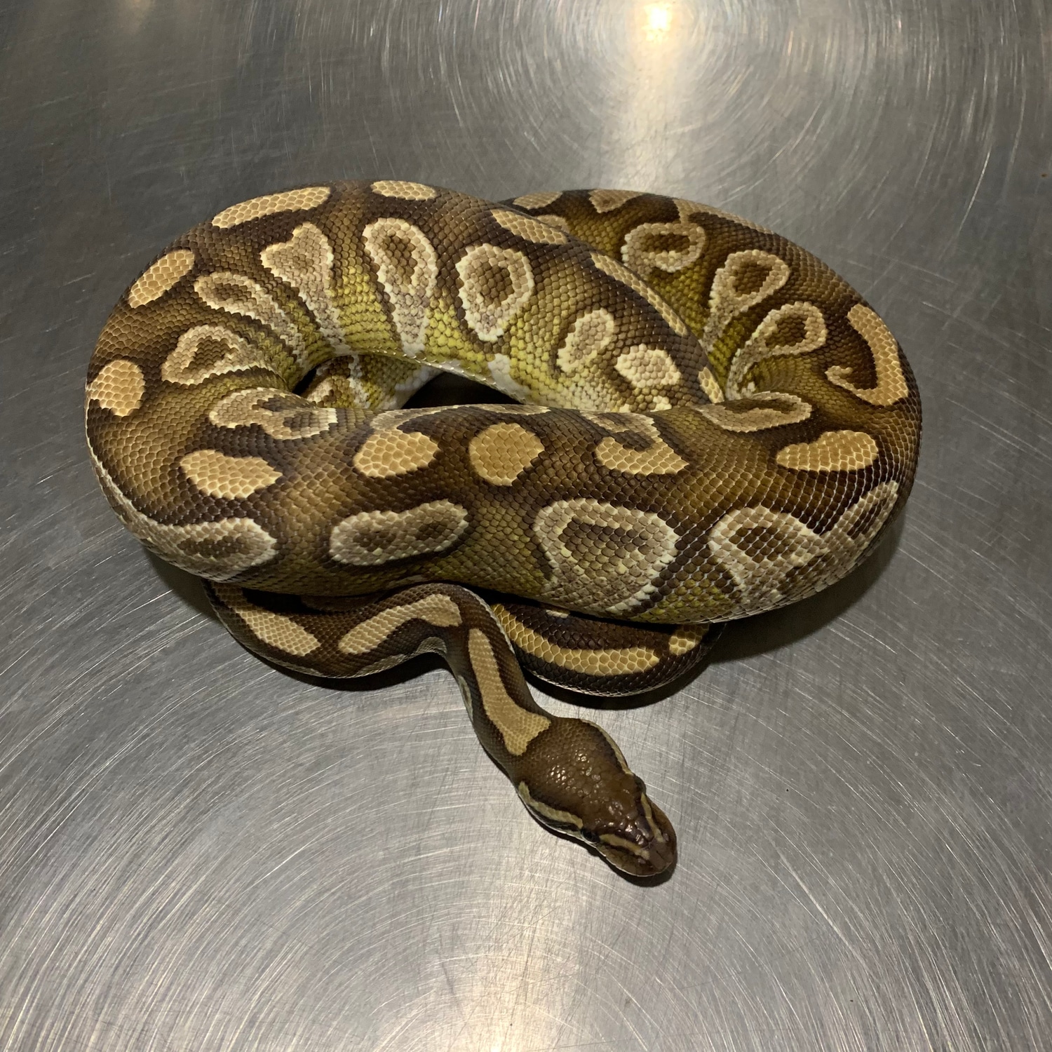 Mojave Flare Ball Python by Freedom Breeder - MorphMarket