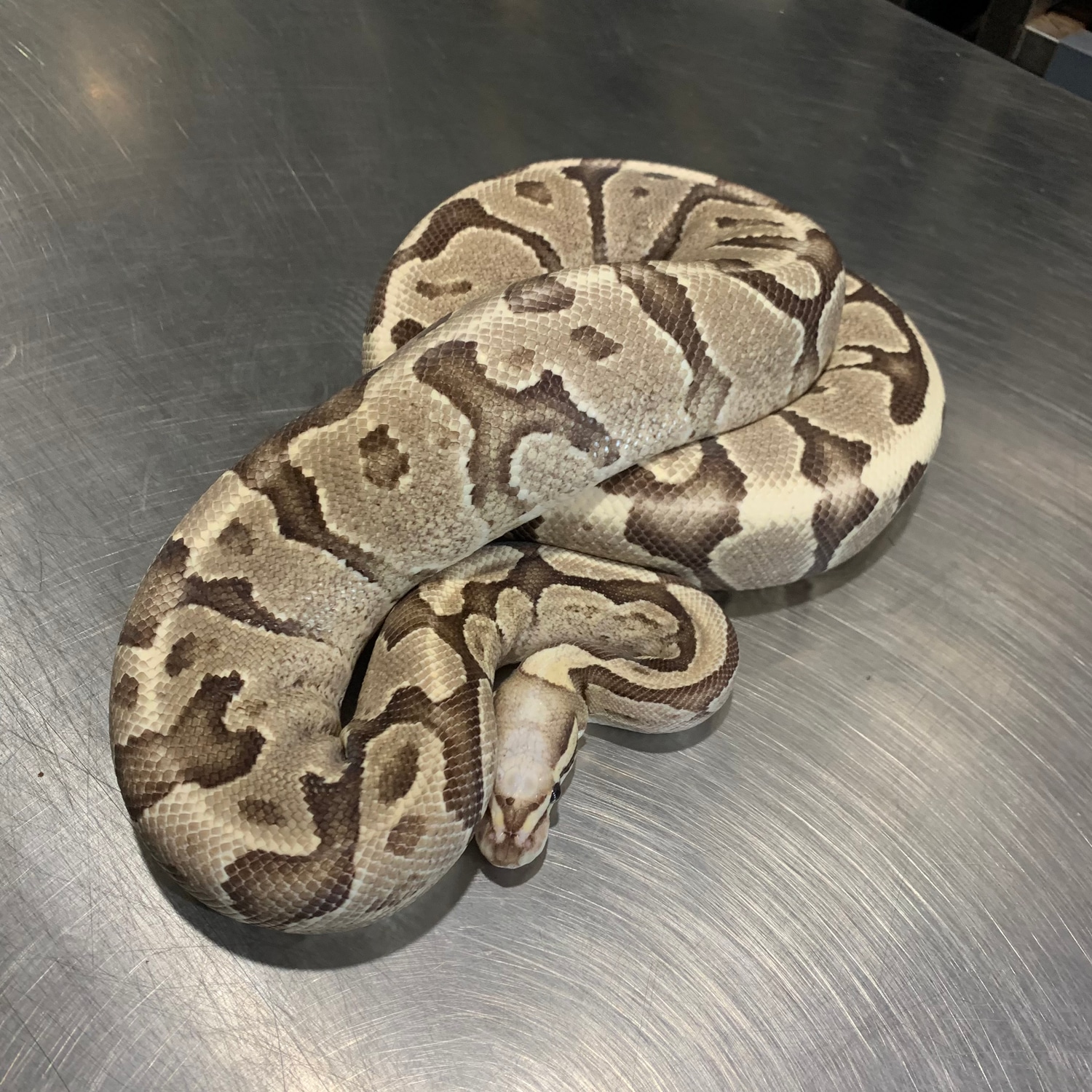 Super Vanilla Ball Python by Freedom Breeder - MorphMarket