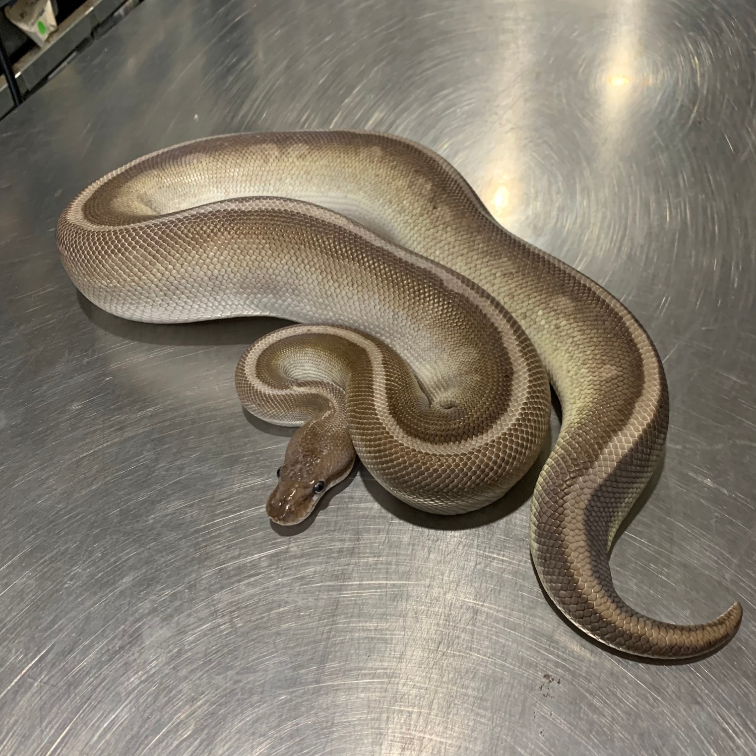 Cinnamon Super Special Hidden Gene Woma GHI Ball Python by Freedom ...