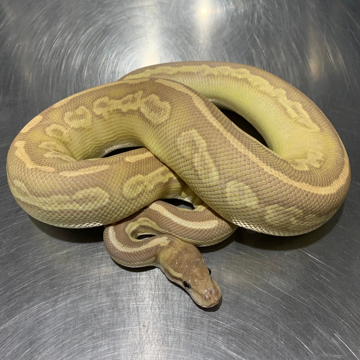 Black Pastel Mojave Coral Glow Pos. Enchi Ball Python by Freedom ...