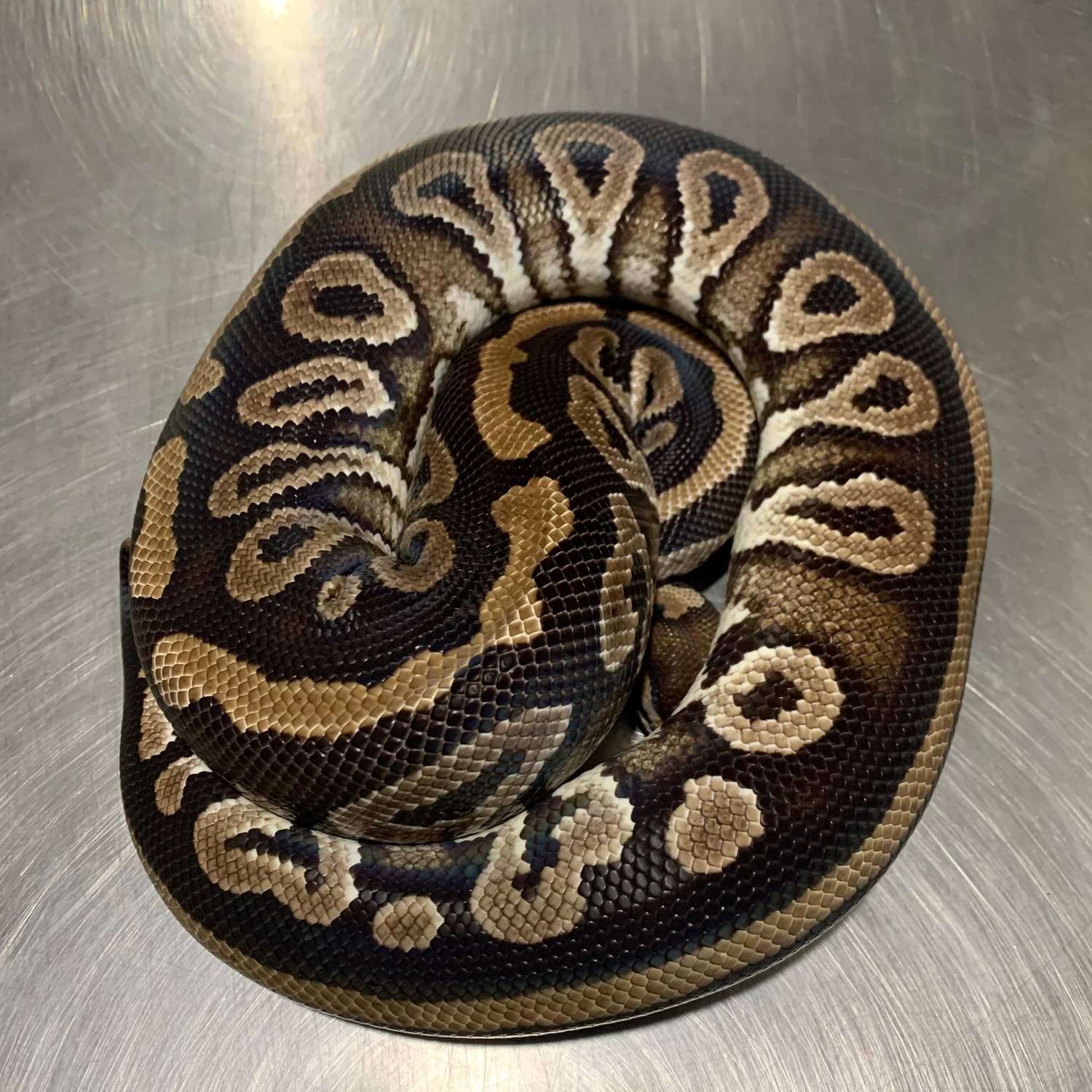 Mystic Quake Het Black Lace Ball Python by Freedom Breeder - MorphMarket