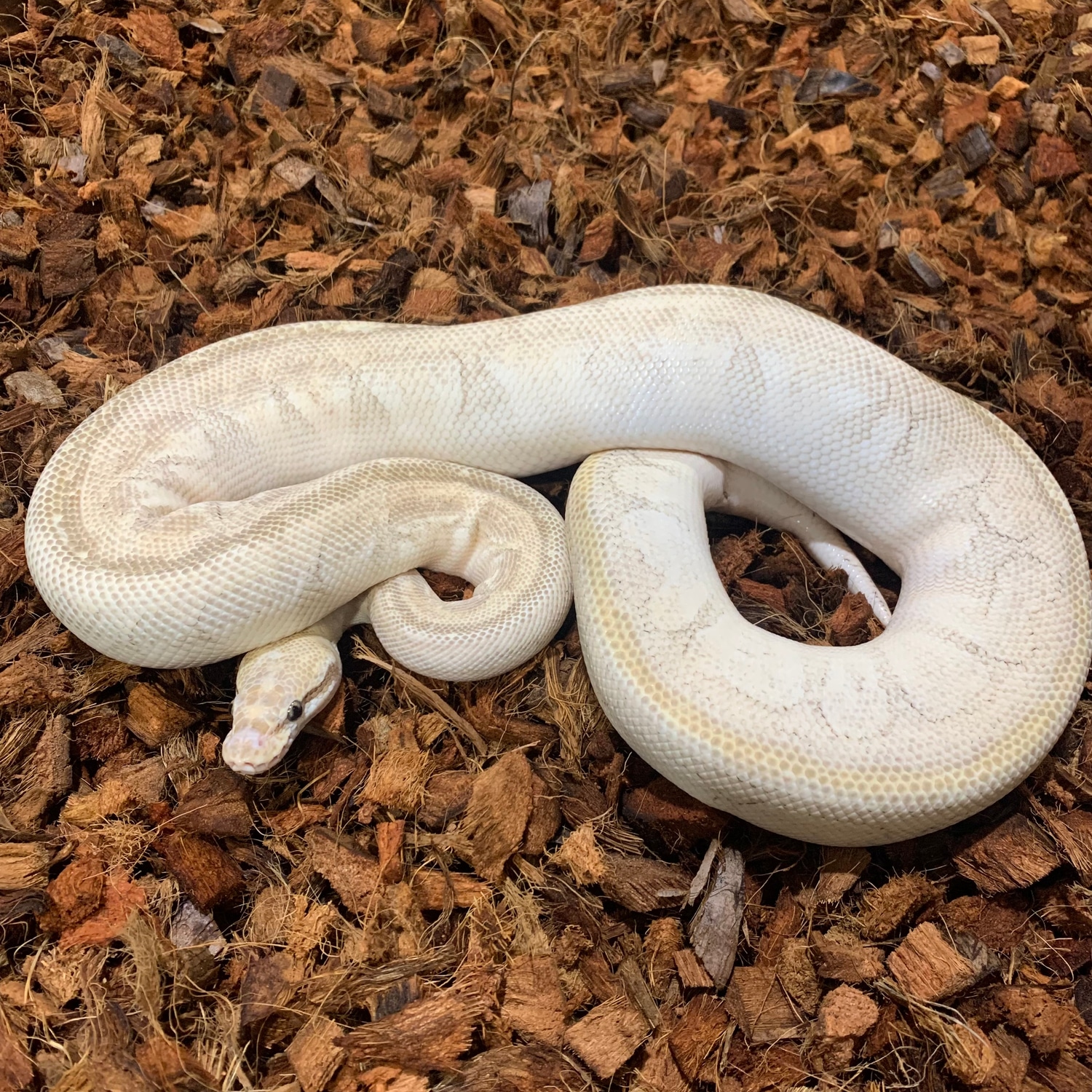 Pastel GHI Mystic Phantom Pos. Spider Ball Python by Freedom Breeder ...