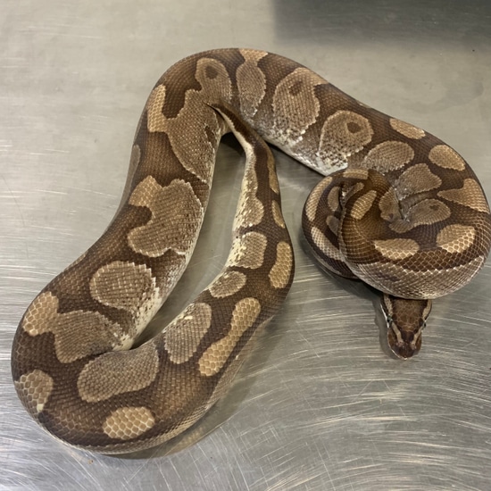 Enchi McKenzie Ball Python by Freedom Breeder