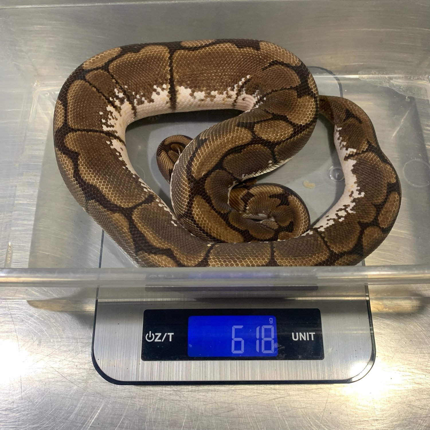 Spider Het Import SA99 Ball Python by Freedom Breeder - MorphMarket
