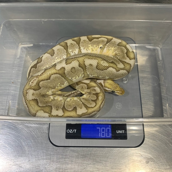 Pastel Bamboo Het Clown Pos. Enchi Ball Python by Freedom Breeder