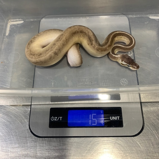 Pewter Mocha Bongo Ball Python by Freedom Breeder