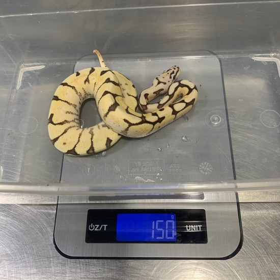 BumbleeBee Fire Yellowbelly Ball Python by Freedom Breeder