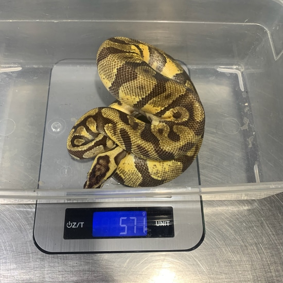 Pastel Enchi McKenzie Ball Python by Freedom Breeder