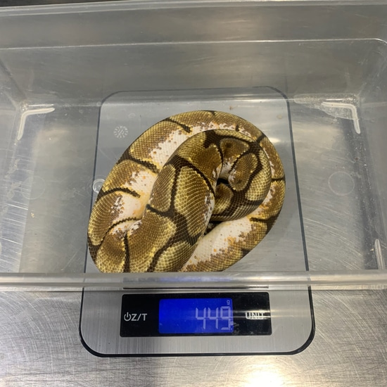 DreamBee Het Black Axanthic Ball Python by Freedom Breeder