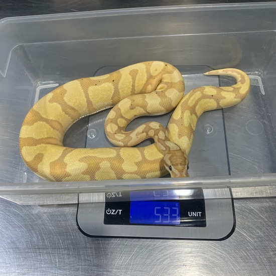 Coral Glow Enchi Yellowbelly Ball Python by Freedom Breeder
