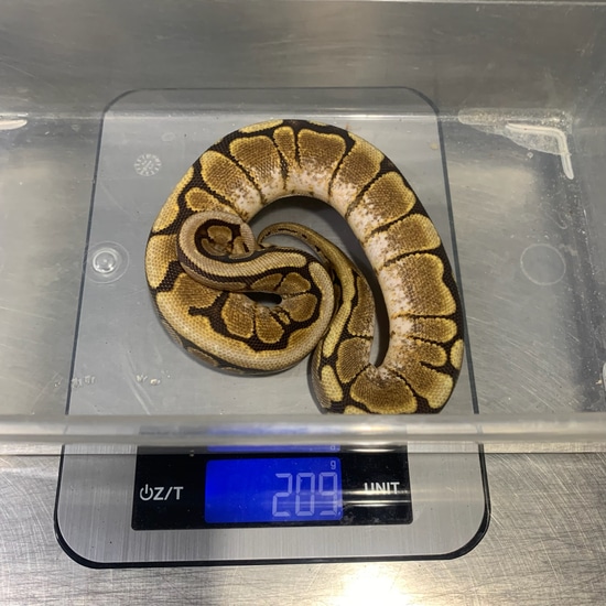 Spider Calico Yellowbelly/Gravel Ball Python by Freedom Breeder