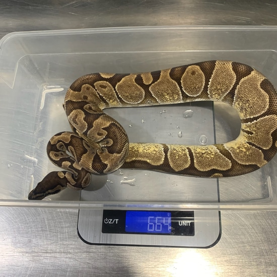 Enchi Pos. McKenzie Ball Python by Freedom Breeder