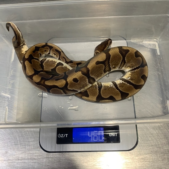 HGW Ball Python by Freedom Breeder