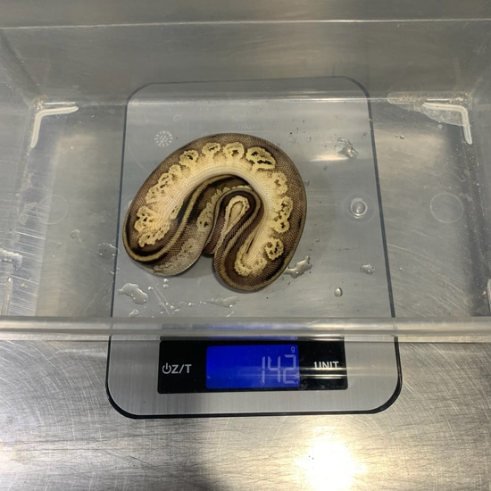 Super Pastel Bongo Ball Python by Freedom Breeder