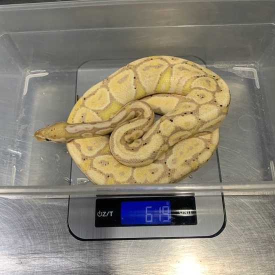 Coral Glow Het Sentinel Ball Python by Freedom Breeder