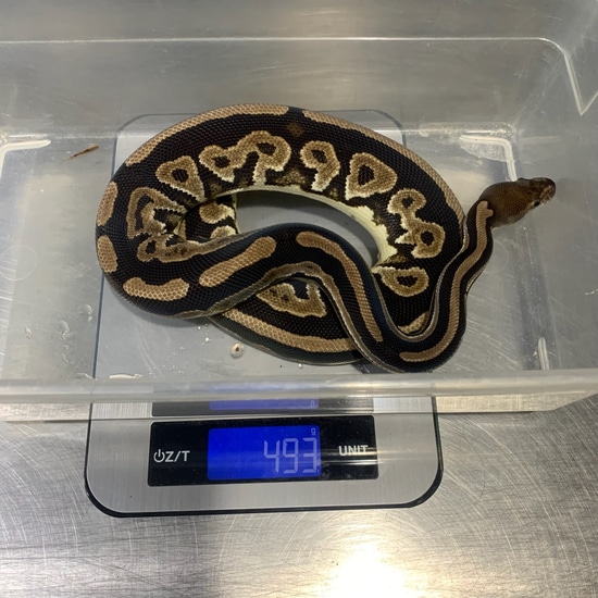 Cinnamon Vanishing Gene Het Pied Ball Python by Freedom Breeder