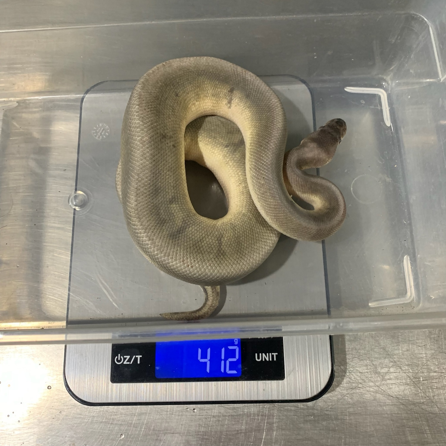 Pewter GHI Lesser Yellowbelly Bling HGWG Ball Python by Freedom Breeder ...