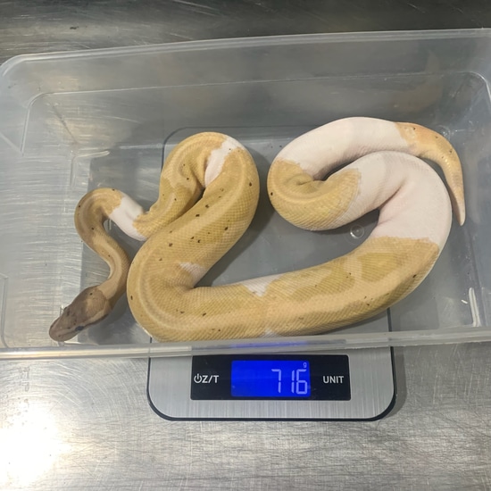Coral Glow Pied Het Clown Ball Python by Freedom Breeder
