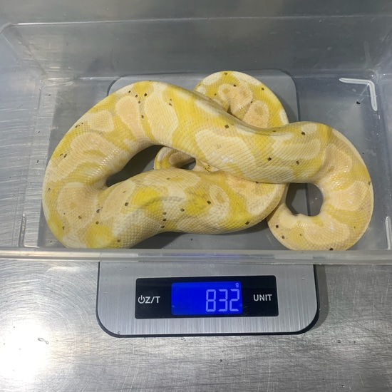 Pastel Coral Glow (Female Maker) Pos. Calico Ball Python by Freedom Breeder