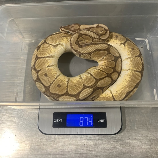Mojave Spider Pos. Bongo Ball Python by Freedom Breeder
