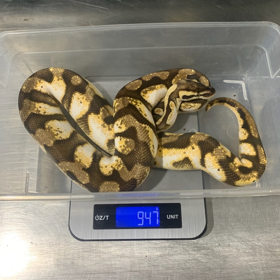 Pastel Enchi Calico Pos. Het Clown Pied Ball Python by Freedom Breeder