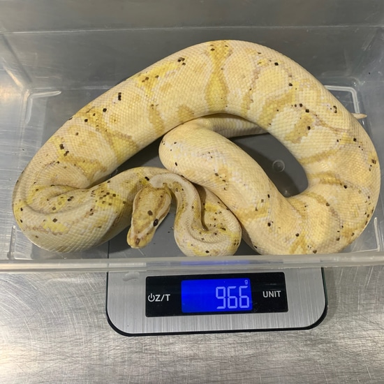 Coral Glow Malum Ball Python by Freedom Breeder