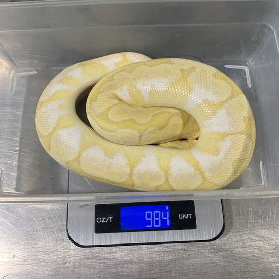 Pastel Bamboo Coral Glow Female Maker Ball Python by Freedom Breeder