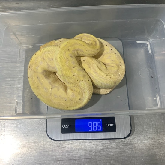 Coral Glow Red Axanthic Pos. Yellowbelly Ball Python by Freedom Breeder