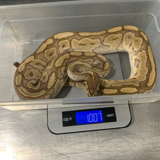 Mojave Bongo Pos. Yellowbelly Spider Ball Python by Freedom Breeder