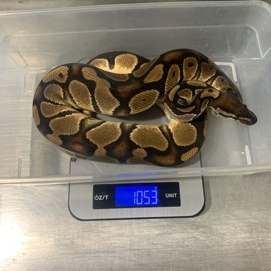 Orange Dream Dinker Ball Python by Freedom Breeder