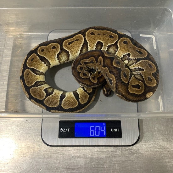 HRA Dinker Ball Python by Freedom Breeder