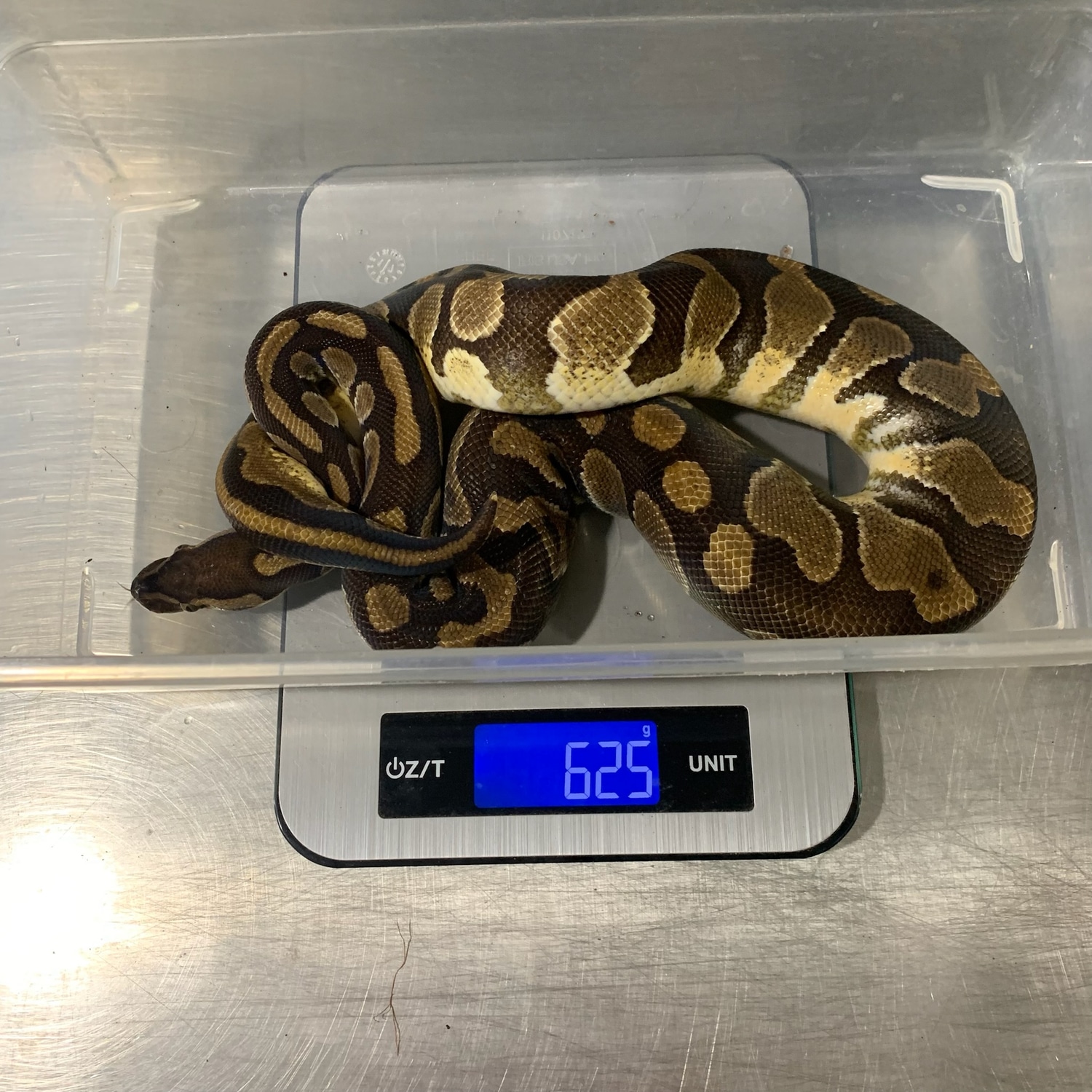 Enchi Raven Ball Python by Freedom Breeder - MorphMarket