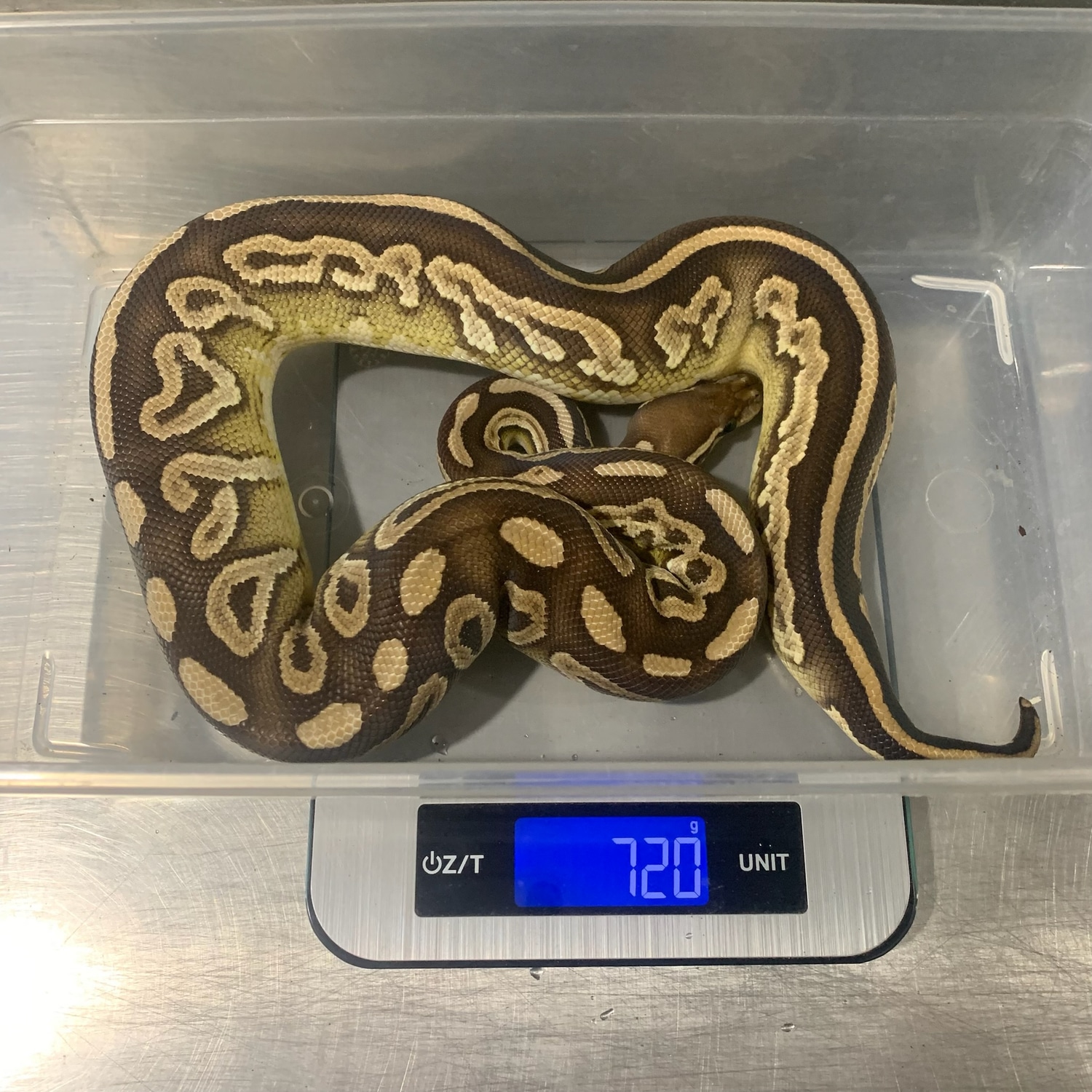 Black Pastel Mojave Pos. Cypress Ball Python by Freedom Breeder ...