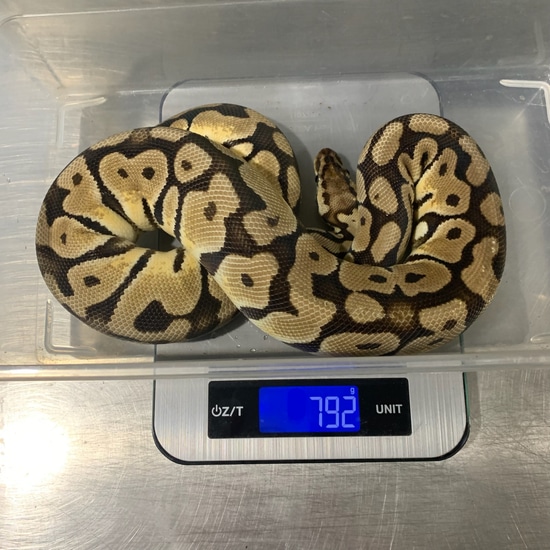 Pastel Vanilla Het Clown Ball Python by Freedom Breeder
