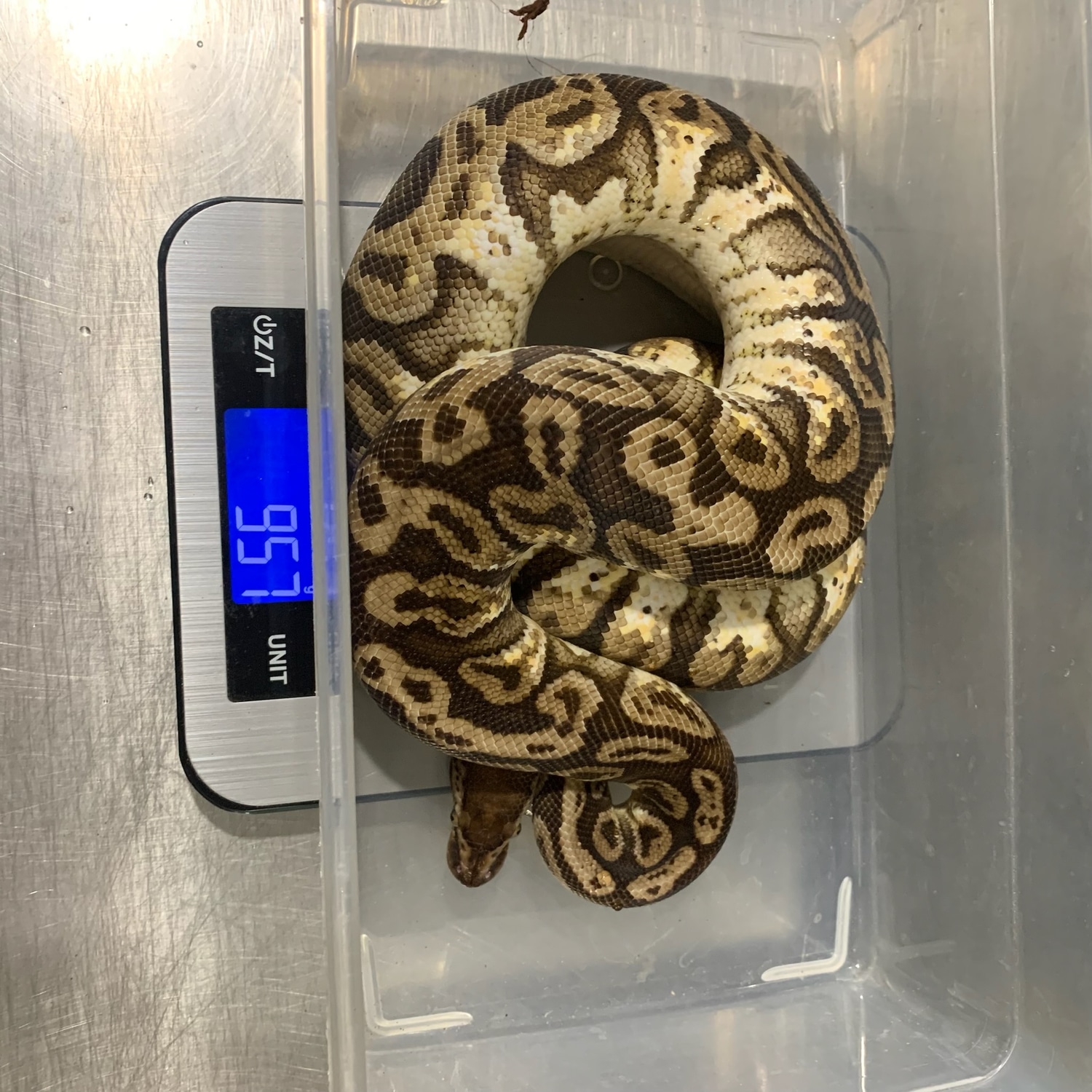 Pastel HGWG Specter Ball Python by Freedom Breeder - MorphMarket