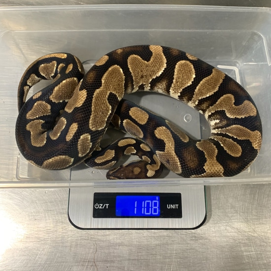 Import #87 Ball Python by Freedom Breeder
