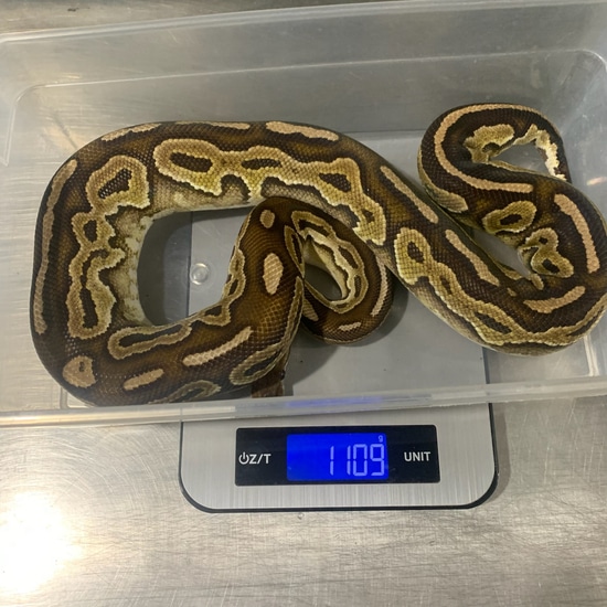 Dinker Ball Python by Freedom Breeder