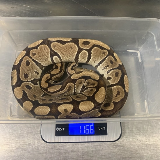 Vanilla Ball Python by Freedom Breeder