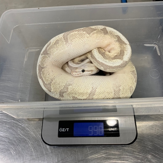 Spider Vanilla Cream Pos. Mojave/Calico Ball Python by Freedom Breeder