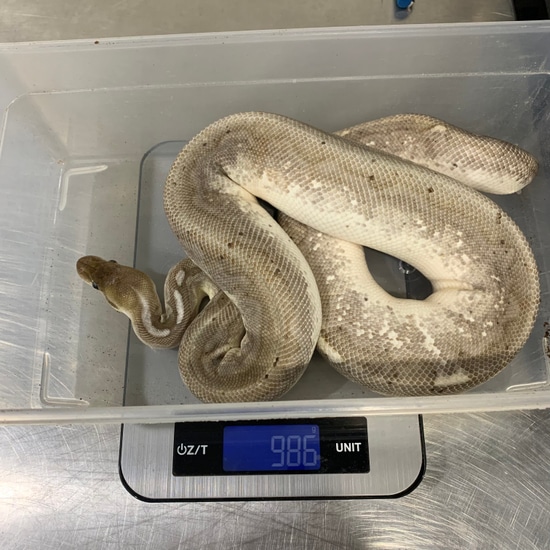 Bamboo Cinnamon HGWG Pos. Flare Ball Python by Freedom Breeder