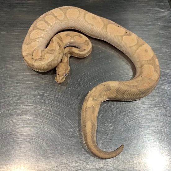 Coral Glow Orange Dream Yellowbelly Ball Python by Freedom Breeder