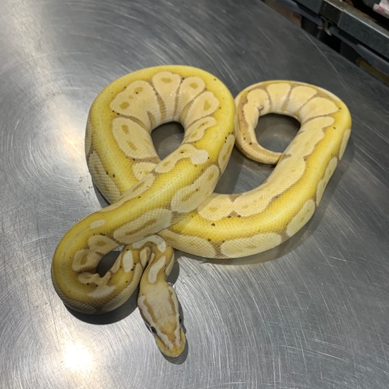 Pastel Coral Glow Blackhead Ball Python by Freedom Breeder