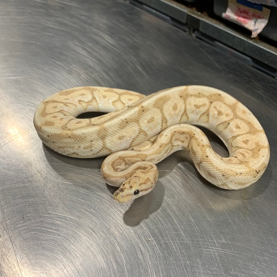 Mocha / Mojave HGW Spotnose Coral Glow Pos. YB Ball Python by Freedom Breeder