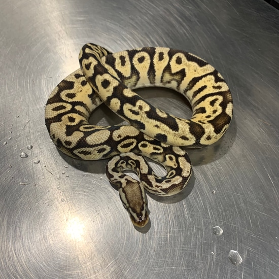 Pastel Gravel Het Clown Ball Python by Freedom Breeder