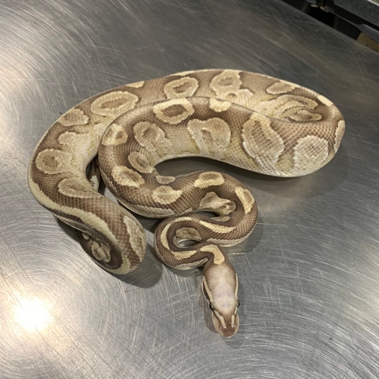 Cinnamon Super Vanilla Mojave Ball Python by Freedom Breeder