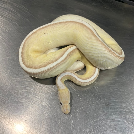 Coral Glow Cinnamon Super Stripe Ball Python by Freedom Breeder