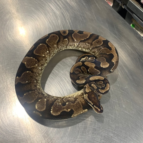 Calico Yellowbelly New Gene Het Cryptic Ball Python by Freedom Breeder