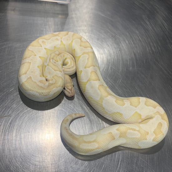 Coral Glow Enchi Lesser HRA Ball Python by Freedom Breeder