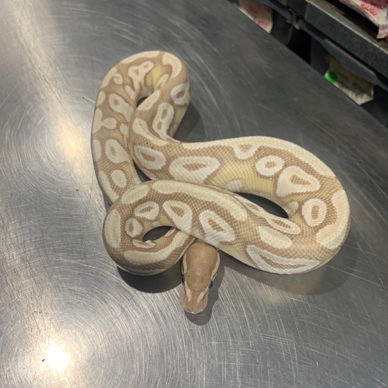 Mojave Coral Glow Het Clown Ball Python by Freedom Breeder
